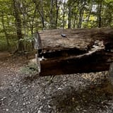 Speedwell Forge Hiking Trail, Pennsylvania - 1,196 Reviews, Map | AllTrails