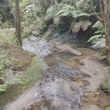 Puhinui Stream Forest Trail, Auckland, New Zealand - 551 Reviews, Map ...