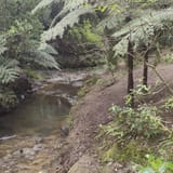 Puhinui Stream Forest Trail, Auckland, New Zealand - 551 Reviews, Map ...