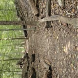 Gold Mine Loop Trail, Maryland - 991 Reviews, Map | AllTrails