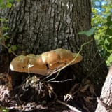 Washington Valley Park Trail, New Jersey - 648 Reviews, Map | AllTrails