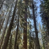 Mono Meadow Trail, California - 93 Reviews, Map | AllTrails