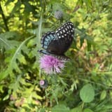 Daniel Ridge Loop, North Carolina - 2,136 Reviews, Map | AllTrails