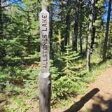 Allstones Lake Trail, Alberta, Canada - 1,461 Reviews, Map | AllTrails