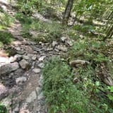 Kings Chair Loop, Alabama - 2,407 Reviews, Map | AllTrails