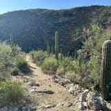 Tanque Verde Falls Trail, Arizona - 2,897 Reviews, Map | AllTrails
