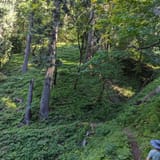 Big Tree Loop, Oregon - 74 Reviews, Map | AllTrails