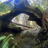 Miner's Ridge Trail, Clintonia Trail, and Gold Bluffs Beach Loop ...