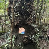 Cathkin Braes Country Park and Linn Park Circular, Glasgow City ...