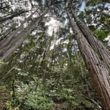 Judd Trail, Oahu, Hawaii - 2,898 Reviews, Map | AllTrails