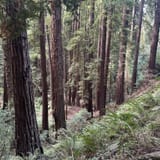 Fern Creek, Lost, and Canopy Trail Loop, California - 2,911 Reviews ...