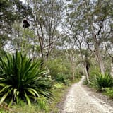 Palm Jungle Loop Track, New South Wales, Australia - 339 Reviews, Map ...