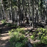 McNeil Point Trail, Oregon - 3,327 Reviews, Map | AllTrails