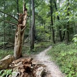 Provin Park Trail, Michigan - 810 Reviews, Map | AllTrails