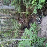 Rathdrum Mountain Trail, Idaho - 323 Reviews, Map | AllTrails