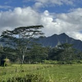 Wai Koa Loop Trail, Kaua'i, Hawaii - 1,752 Reviews, Map | AllTrails