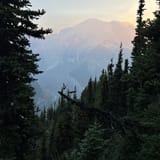 Silver Forest Trail, Washington - 565 Reviews, Map | AllTrails