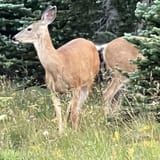 Silver Forest Trail, Washington - 565 Reviews, Map | AllTrails