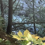 Quechee Gorge Trail, Vermont - 1,224 Reviews, Map | AllTrails