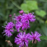 Windolph Landing Preserve Trail, Pennsylvania - 95 Reviews, Map | AllTrails