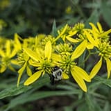 Windolph Landing Preserve Trail, Pennsylvania - 95 Reviews, Map | AllTrails