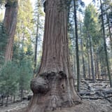 General Sherman Tree Trail, California - 3,483 Reviews, Map | AllTrails