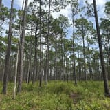 Green Swamp Preserve, North Carolina - 204 Reviews, Map | AllTrails