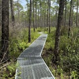 Green Swamp Preserve, North Carolina - 204 Reviews, Map | AllTrails