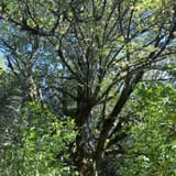 Madison Falls Trail, Washington - 2,118 Reviews, Map | AllTrails