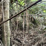 Bukit Jambul - Bukit Kukus Loop, Penang, Malaysia - 530 Reviews, Map ...