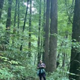 Daniel Ridge Loop, North Carolina - 2,114 Reviews, Map | AllTrails