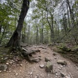 Reeves Brook Loop Trail, New York - 4,998 Reviews, Map | AllTrails