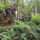 Forest Park Ridge Trail, Oregon - 1,310 Reviews, Map | AllTrails