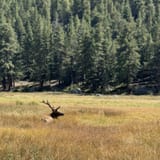 Cub Lake Loop, Colorado - 2,306 Reviews, Map | AllTrails