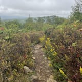 Reeves Brook Loop Trail, New York - 4,998 Reviews, Map | AllTrails