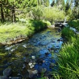 Sagehen Creek Loop, California - 1,097 Reviews, Map | AllTrails