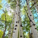 Sagehen Creek Loop, California - 1,097 Reviews, Map | AllTrails