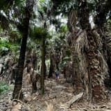 Palm Jungle Loop Track, New South Wales, Australia - 339 Reviews, Map ...