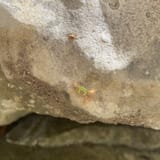 Walls of Jericho (AL Trailhead), Alabama - 2,584 Reviews, Map | AllTrails