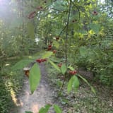 Crahen Valley Park Loop, Michigan - 1,805 Reviews, Map | AllTrails