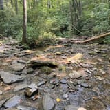 Graybeard Trail [CLOSED], North Carolina - 1,833 Reviews, Map | AllTrails