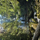 Proxy Falls Loop, Oregon - 1,344 Reviews, Map | AllTrails