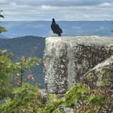Tinker Cliffs via Andy Layne Trail, Virginia - 1,892 Reviews, Map ...