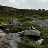 Muir Snowfield Ski Tour, Washington - 1,691 Reviews, Map | AllTrails