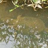 Neabsco Creek Boardwalk, Virginia - 969 Reviews, Map | AllTrails