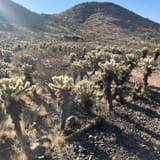 Dixie Mountain Loop Trail, Arizona - 3,424 Reviews, Map | AllTrails