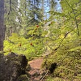 Proxy Falls Loop, Oregon - 1,344 Reviews, Map | AllTrails