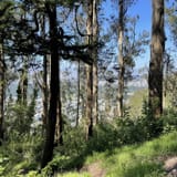 Mount Sutro Loop, California - 2,513 Reviews, Map | AllTrails