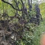 Thunder Swamp Trail, Pennsylvania - 50 Reviews, Map | AllTrails