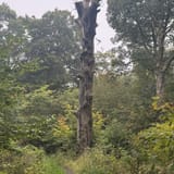 Cathkin Braes Country Park and Linn Park Circular, Glasgow City ...